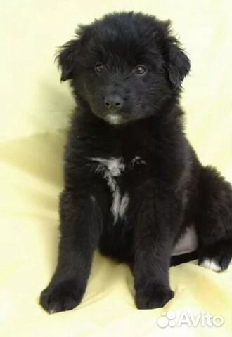 Отдам в добрые руки