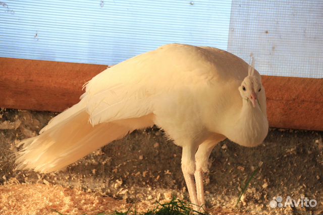 Павлин белый