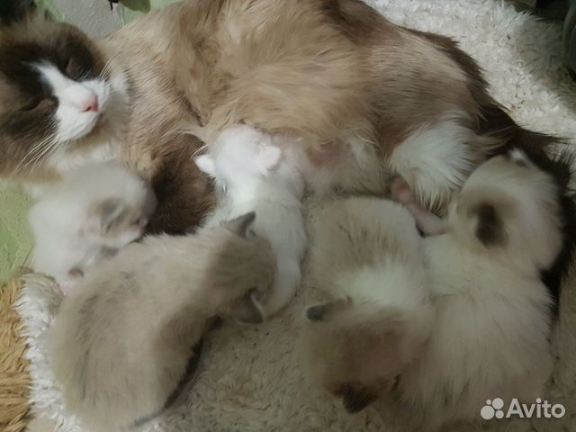 Котятки регдолл