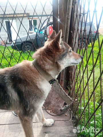 Собака,порода: Чехословакии волчак