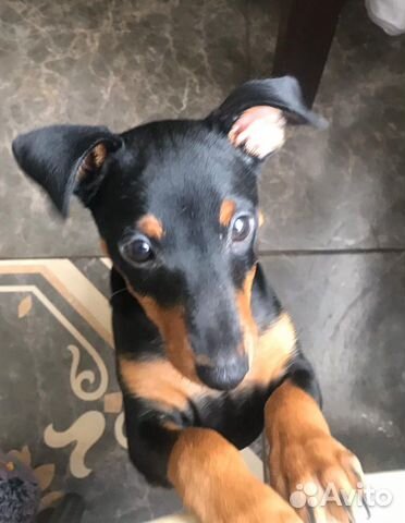 Цвергпинчер (минидоберман, карликовый пинчер)