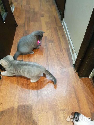 Котята шотландцы