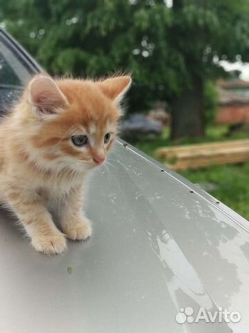Милый Котик, умница, 1,5 мес., От домашней умной д