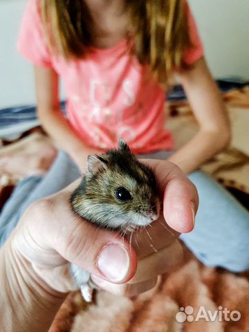 Джунгарский хомяк