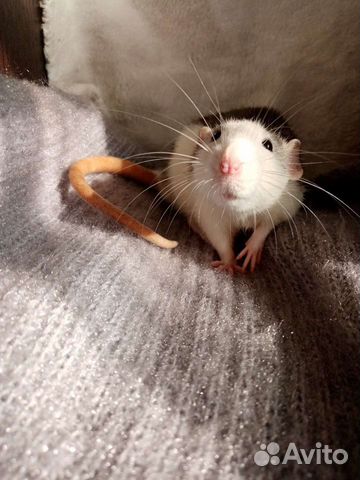 Крысята бесплатно