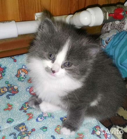Кошки бесплатно