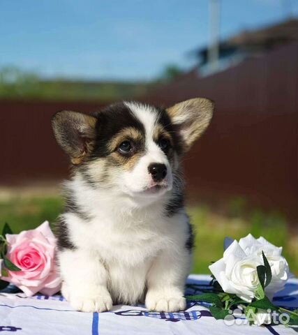 Вельш-корги пемброк