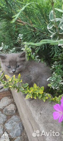 Котенок Федя