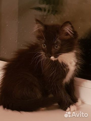 Чудесные котятки в добрые руки