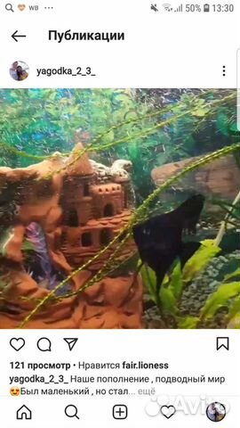 Рыба, Сколярия