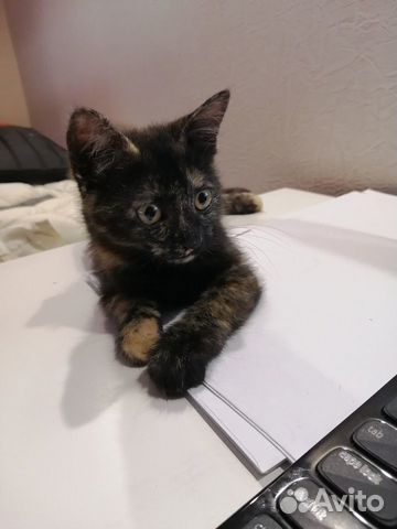 Котенок девочка 1,5 мес