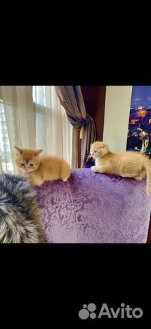 Шотландские котята