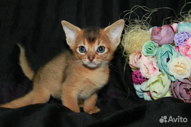 Абиссинские котята котик Арчи (обмен продажа)