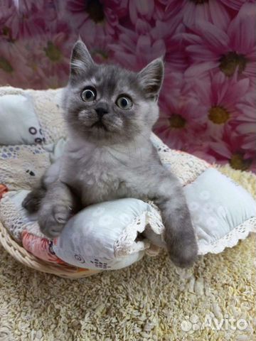 Котёнок редкого окраса