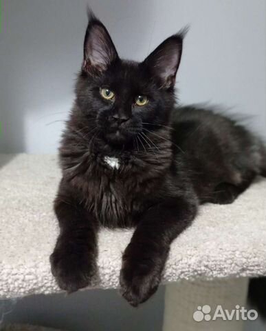 Котенок мэйн кун 5 мес