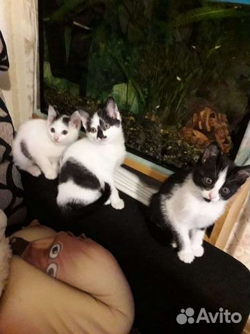 Элитные домашние котята
