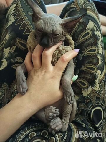 Донской сфинкс котята