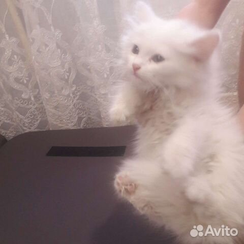 Турецкая ангора