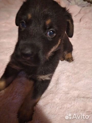 Щенки немецкой овчарки
