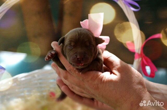 Щенки американского питбультерьера