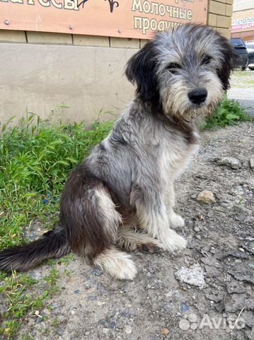 Ищет дом молодой пёсик Вилли