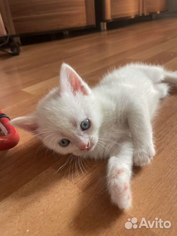 Шотландские и британские котята белые
