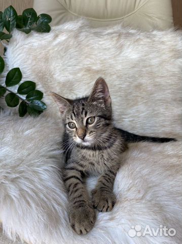 Котята в добрые руки бесплатно