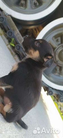 Щенки цвергпинчера