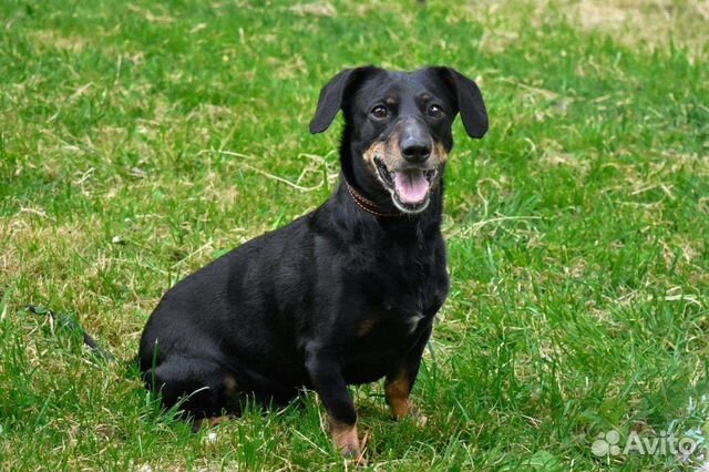 Собаки бесплатно