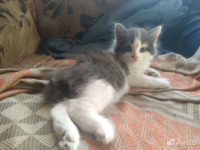 Котёнок курильский бобтейл