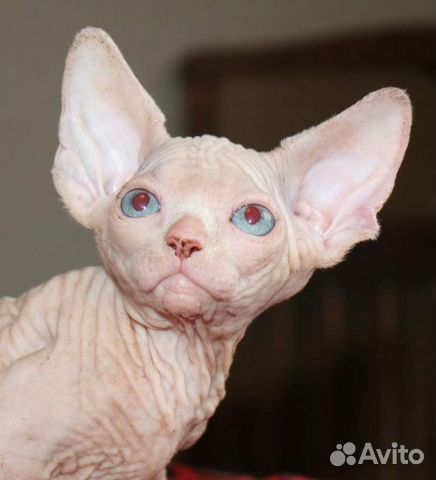 Канадский сфинкс мальчик
