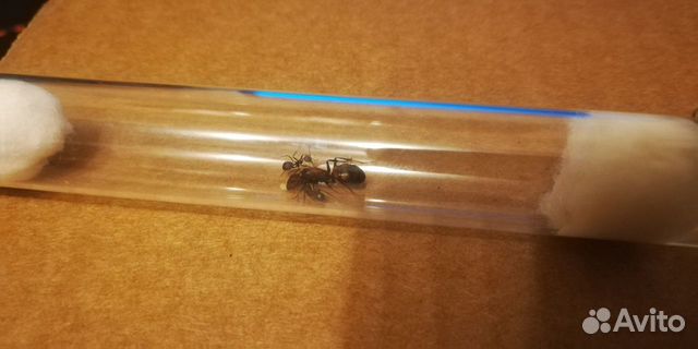 Camponotus Nicobarensis, матки и небольшие семьи