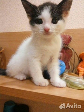 Маленький Комочек ищет маму