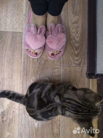 Британец шоколадно-мраморного окраса