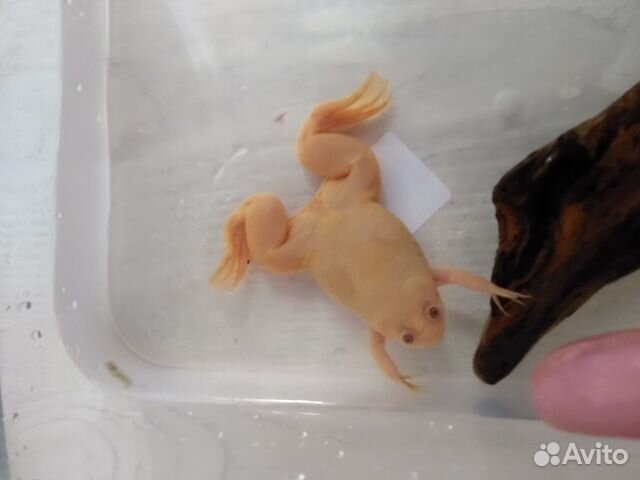 Лягушонок африканский. Только в воде живёт