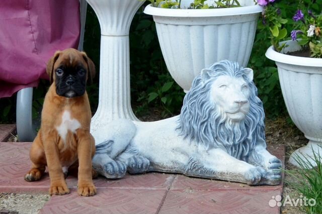 Щенок боксера рыжего окраса