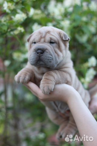 Щеночек шар-пей изабелловый