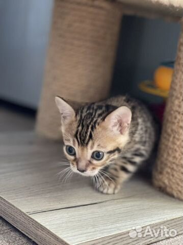 Бенгалята мальчики и девочки