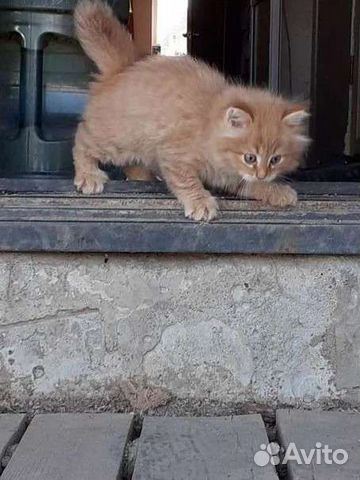Котенок рыжий мальчик пушистый