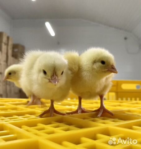 Бройлер чехия Росс-308 и Кобб-500 Ростове-на-Дону