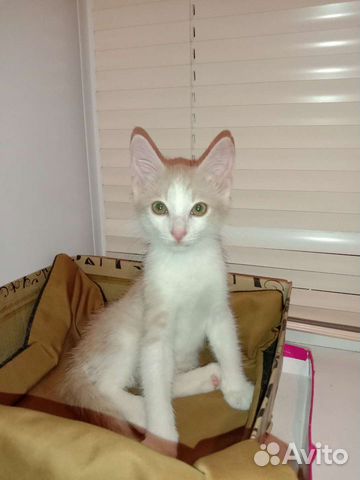 Рыжий котенок в добрые руки