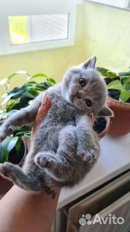 Бриташки чистокровные очаровашки