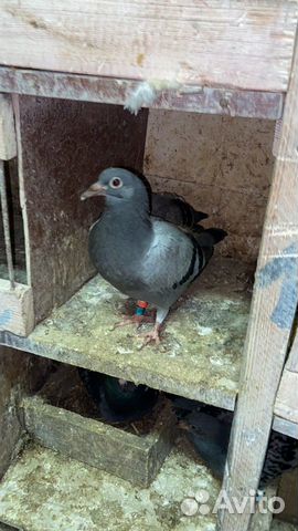 Спортивные голуби