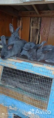 Кролики