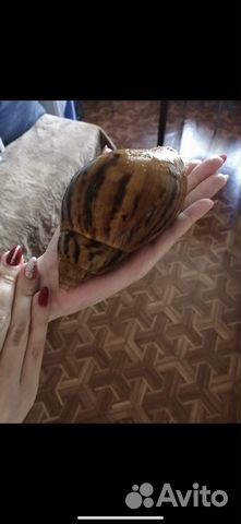 Улитка тигр