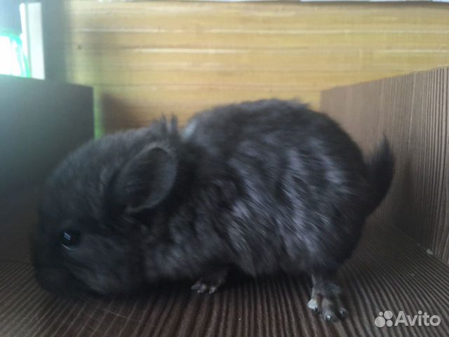 Шиншилла малышка эбони
