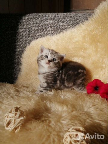 Котик Скотиш Страйт