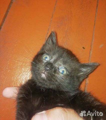 Котенок с доставкой на дом