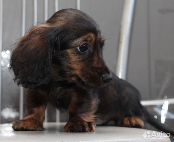 Такса кроличья. Крошечный мальчик