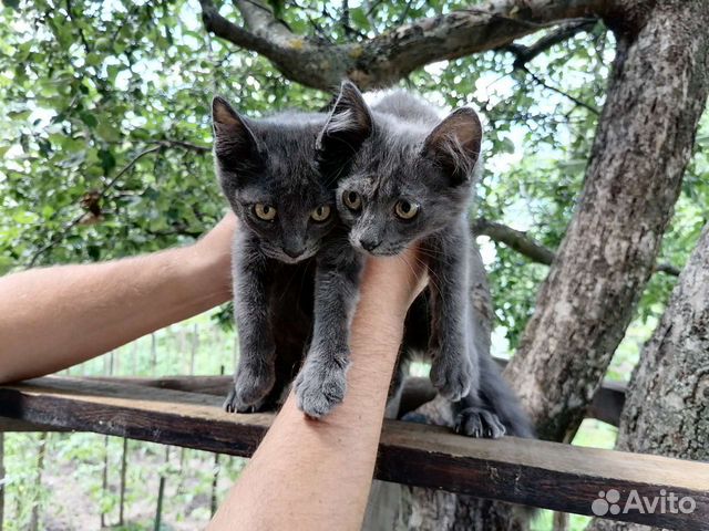 Кошка в дар